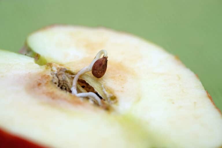 Apple Tree Growth Stages — Bustling Nest