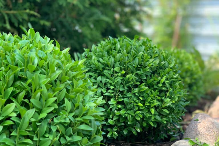 Want the Best Boxwood Fertilizer? 5 of the Best (that Work)