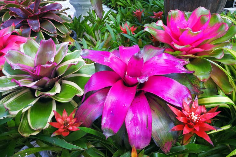 12 Bromeliad Varieties That Grow in Full Sun — Bustling Nest