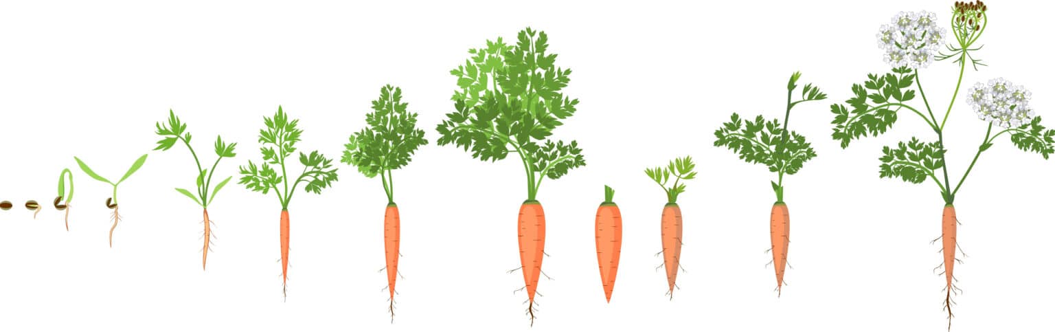 Carrot Growing Stages — Bustling Nest
