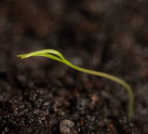Carrot Growing Stages — Bustling Nest