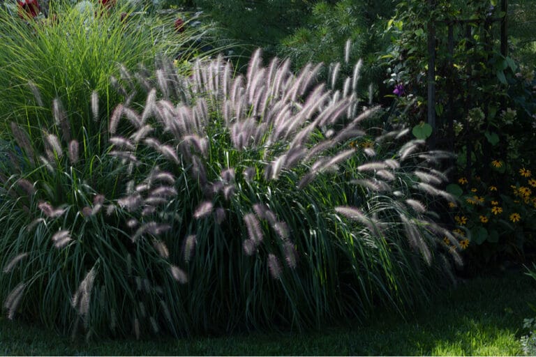 7 Native Grasses that Grow in New York — Bustling Nest